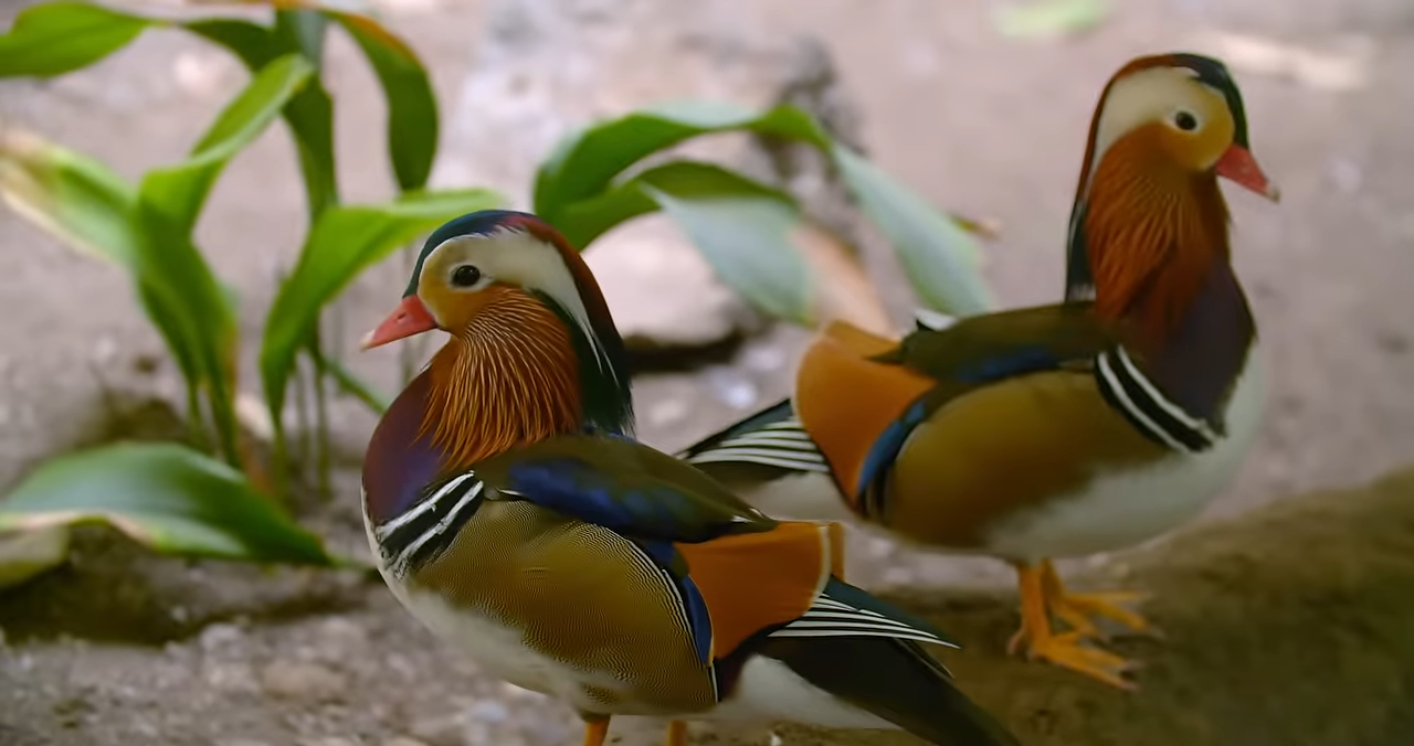 Watch what happens when a mandarin duck drake shows off his bright ...