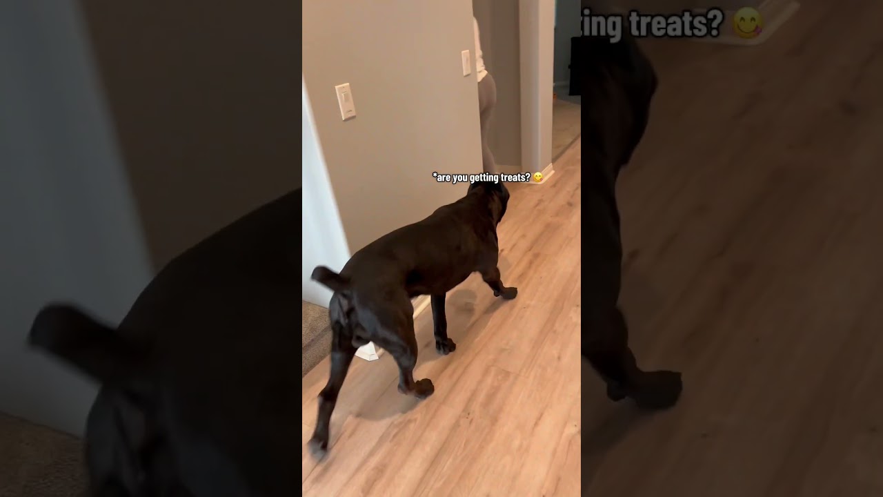 The special bond between a giant dog and his owner