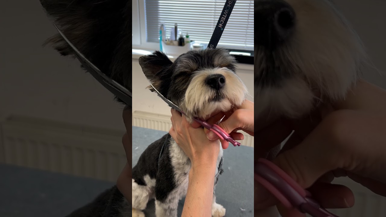 How to groom a small dog’s face: Pro tips for a clean & adorable look