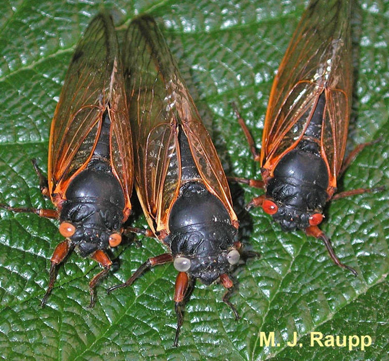 No big cicada swarms in 2026 but stragglers will buzz in these states