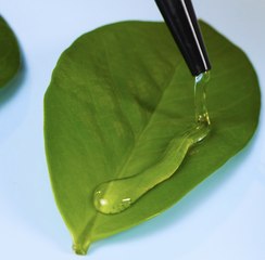 Cute DIY decoration from epoxy 🍃 nature's shape!