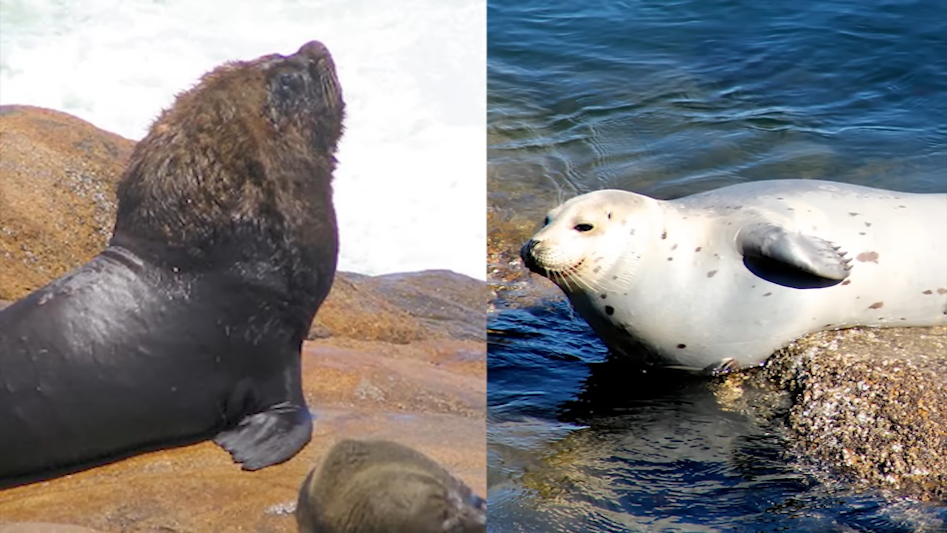 Watch what happens when a seal and a sea lion get into a fight