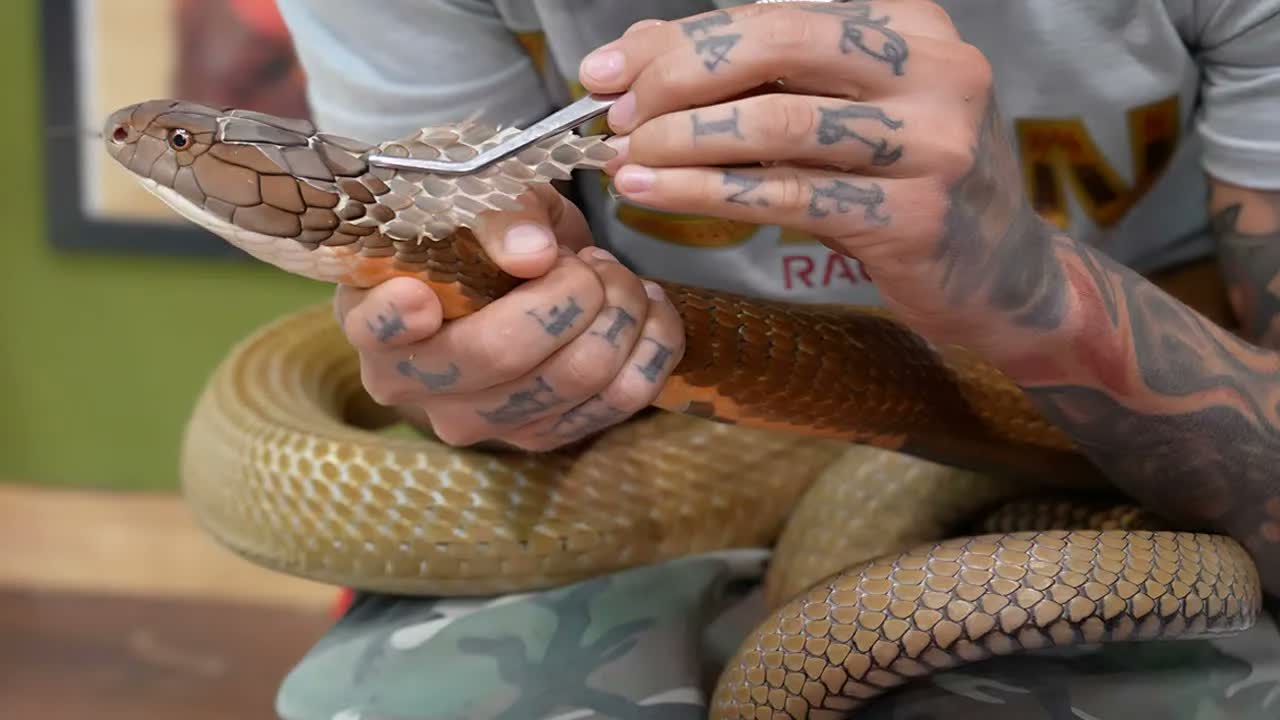 Working close to a king cobra’s head - removing the skin that would not ...