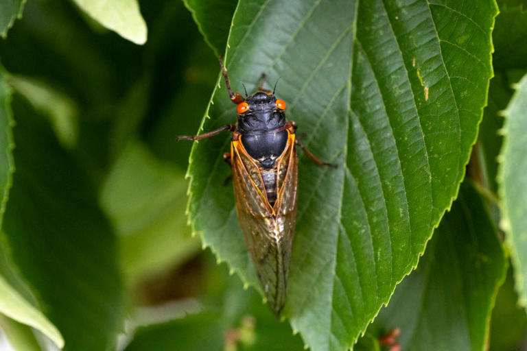 No big cicada swarms in 2026 but stragglers will buzz in these states