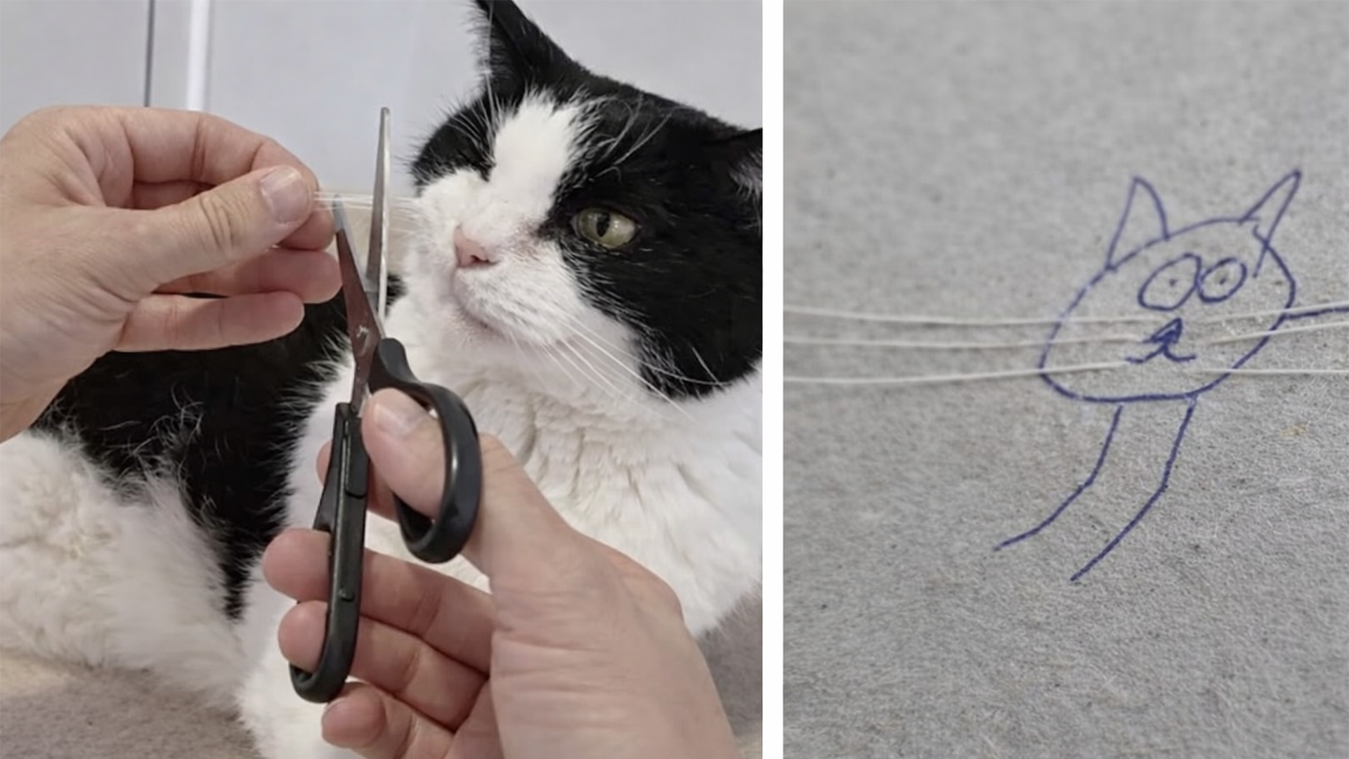 Cat confused by human whisker research