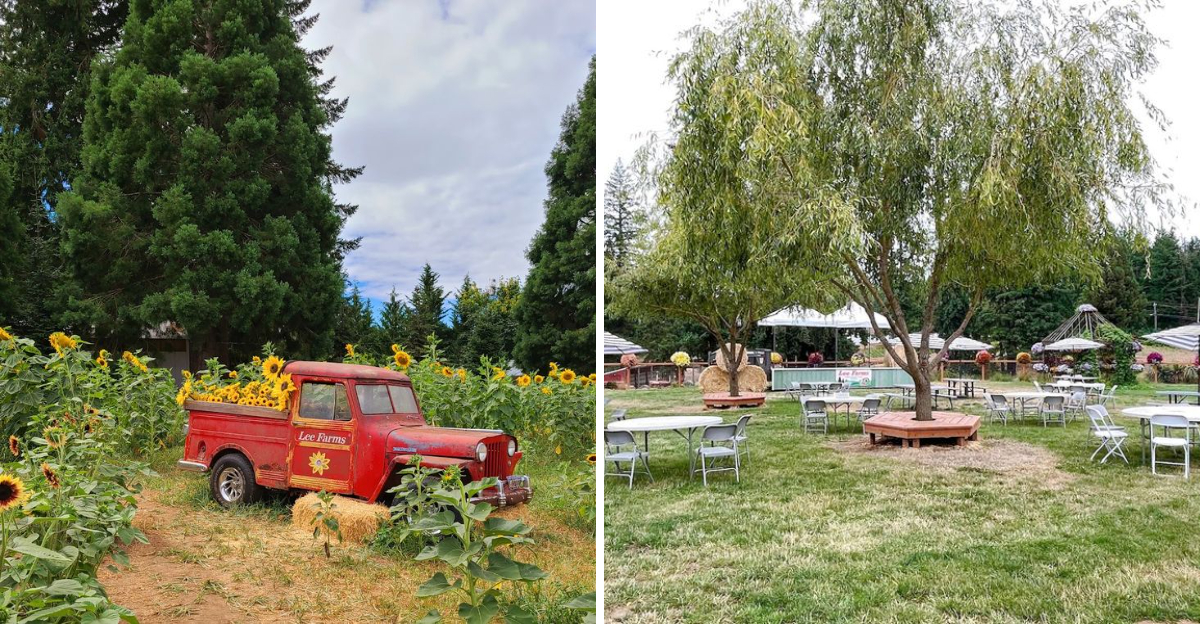 This charming Oregon farm is famous for its giant sunflower fields