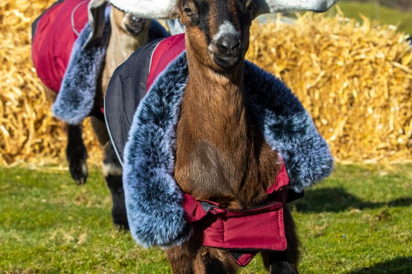Adorable snaps show baby goats wrapped up in thick coats to beat spring ...