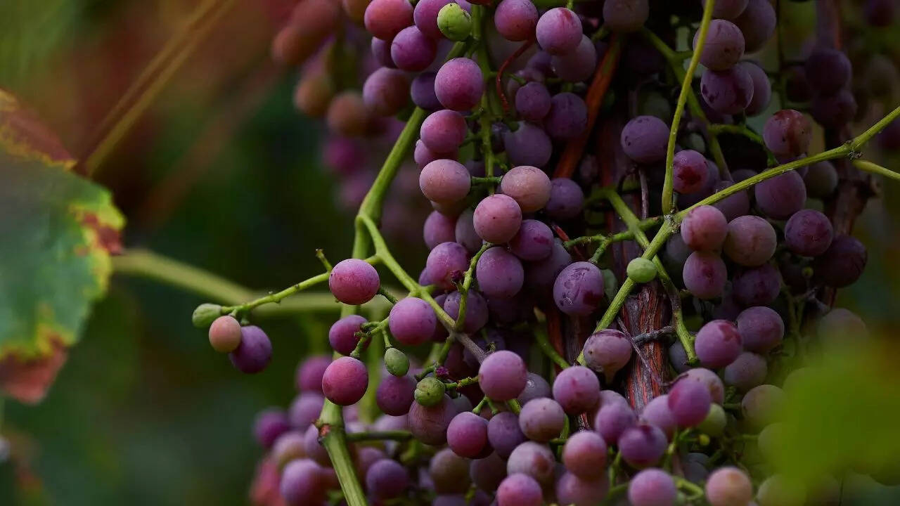 8 most expensive fruits in the world and why they cost so much