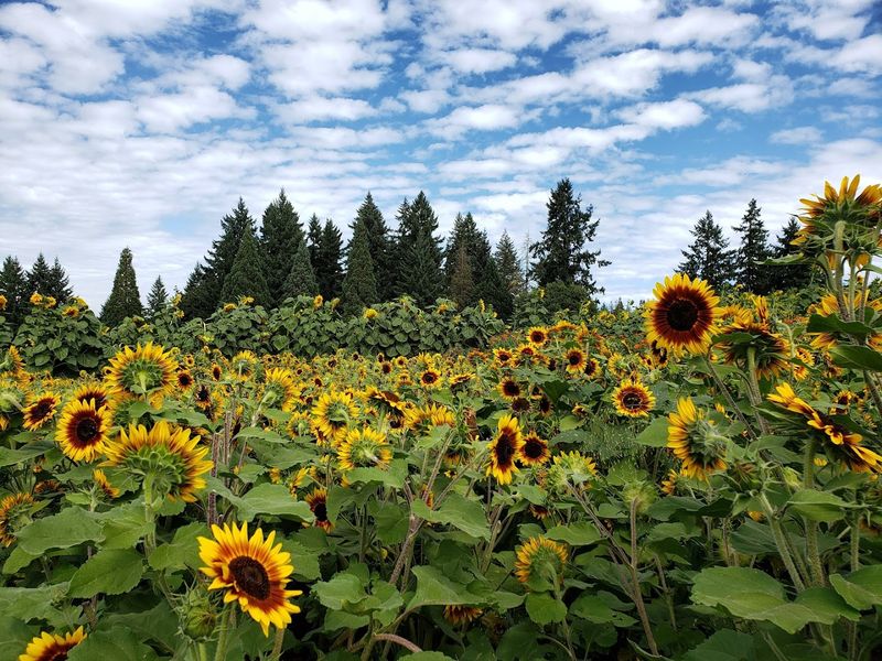 This charming Oregon farm is famous for its giant sunflower fields