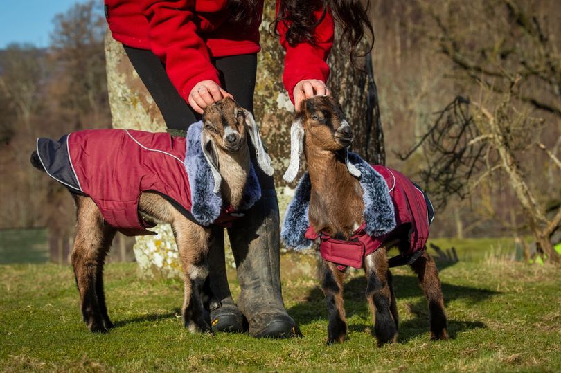 Adorable snaps show baby goats wrapped up in thick coats to beat spring ...