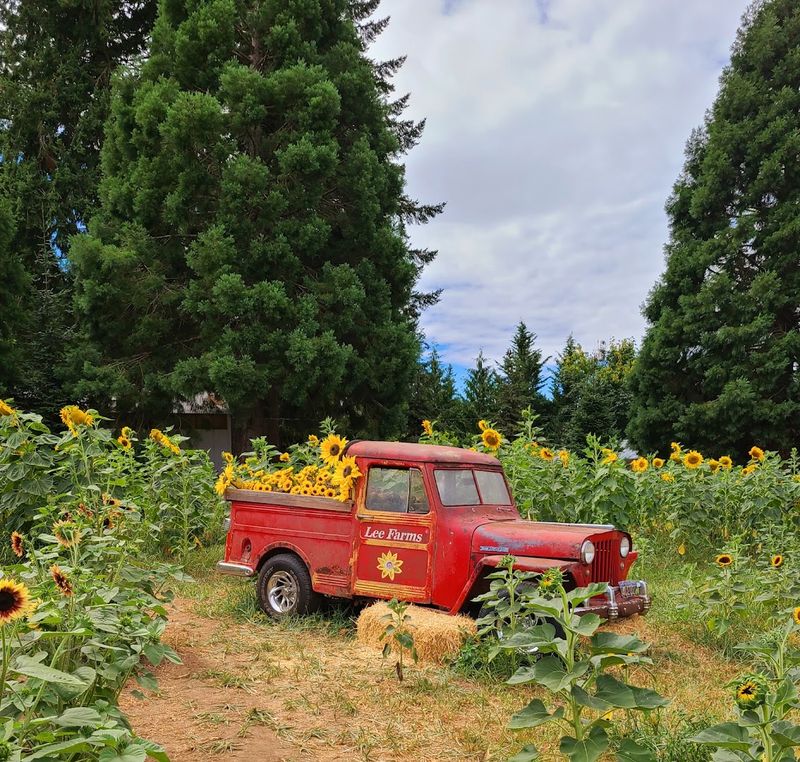 This charming Oregon farm is famous for its giant sunflower fields