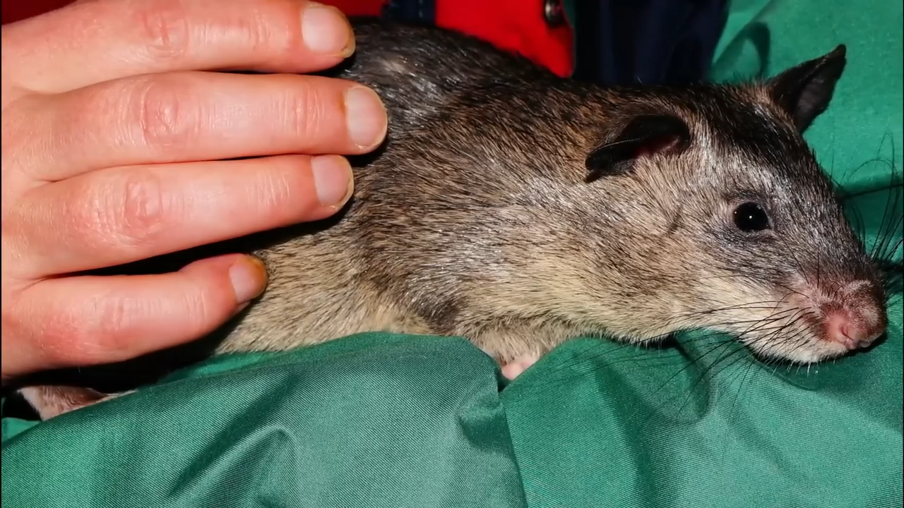 Watch this tiny rat cross a minefield - the dangerous job it was ...