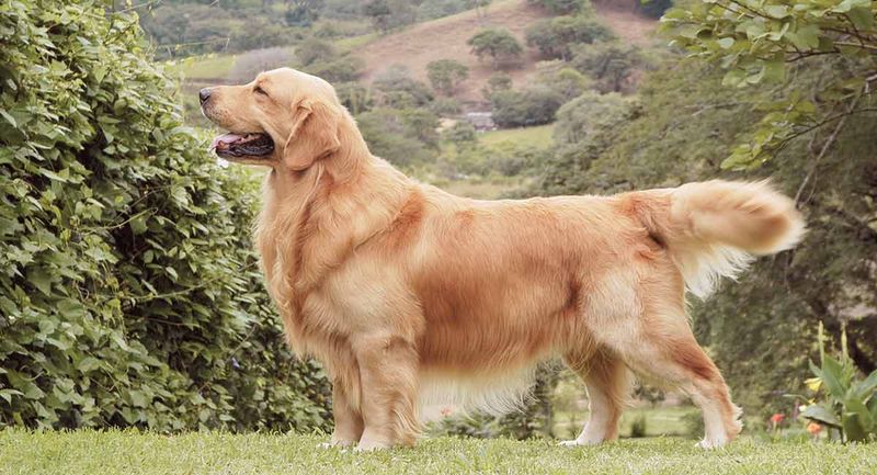 16 dog breeds that behave like the laundry basket contains classified ...