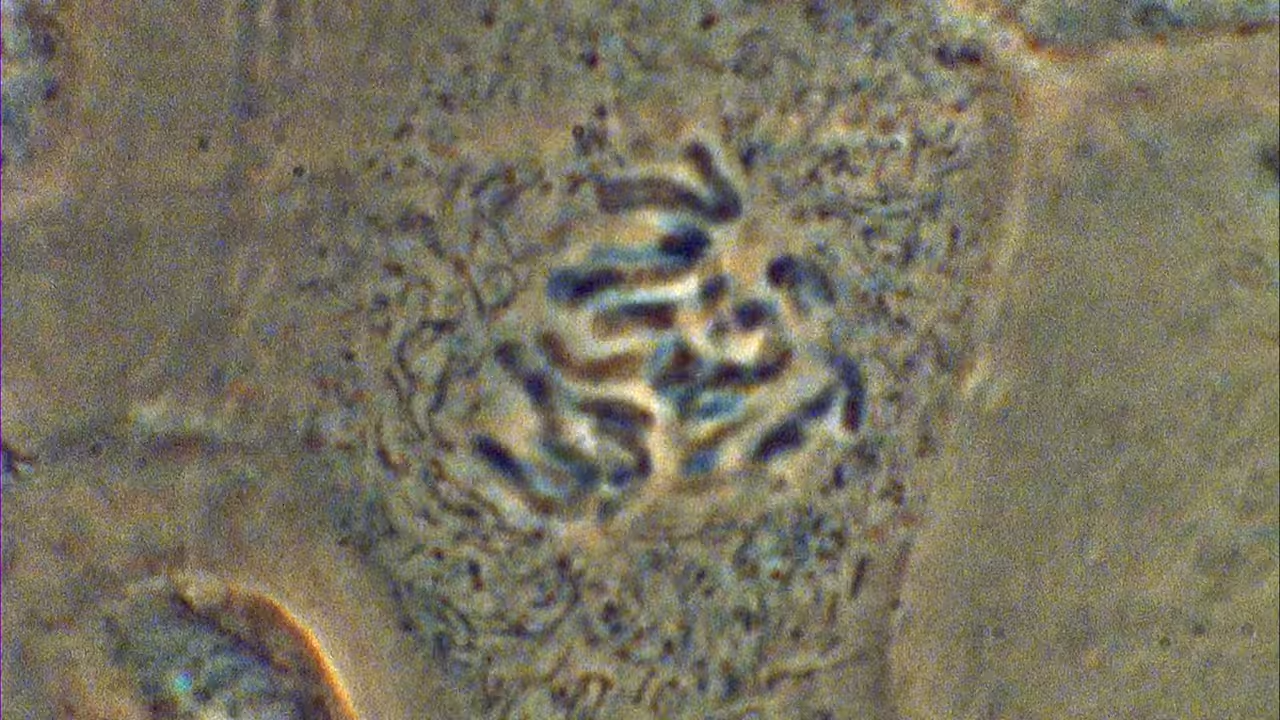 Watch scientists program bacteria to do new tasks