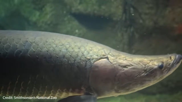 Watch this fish do something shocking – it produces milk for its babies