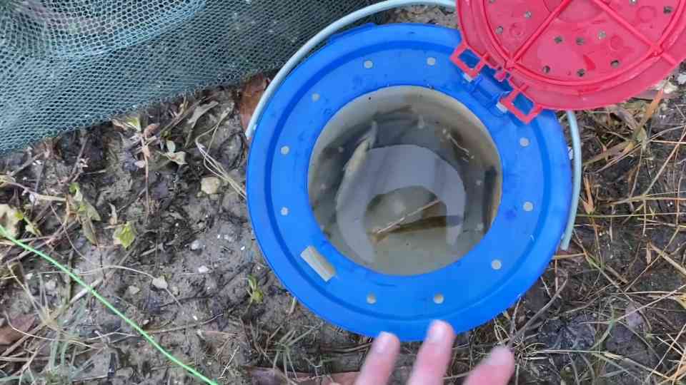 What we caught in this snakehead fish trap shocked us