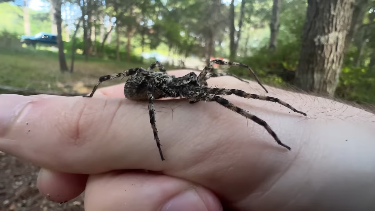 The hidden spider under your yard - why the purseweb spider is more ...