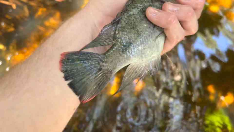 What we pulled from these Walmart ditch fish traps shocked us