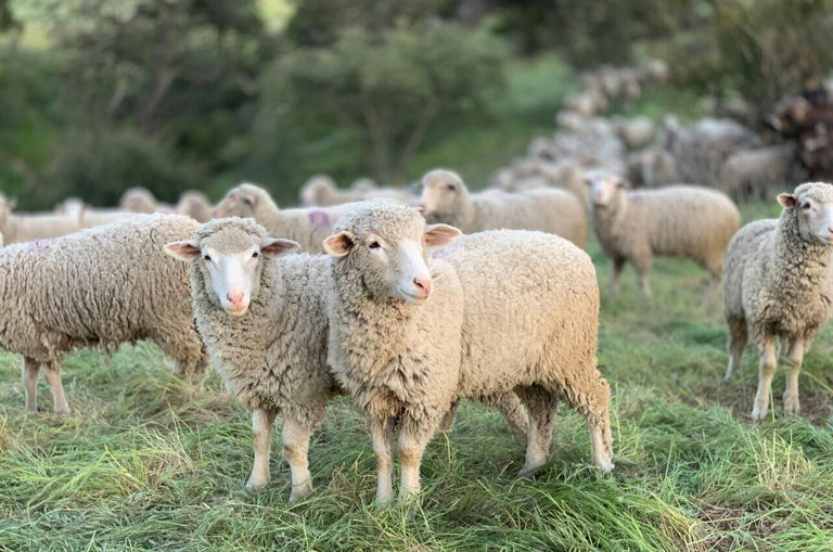 Regenerative grazing study reveals trade-offs for sheep farmers