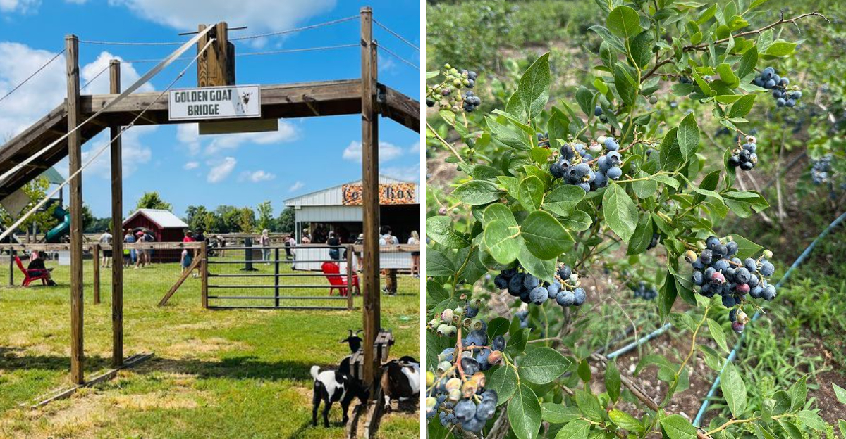 This Indiana fun farm features 40+ activities and a famous blueberry fest