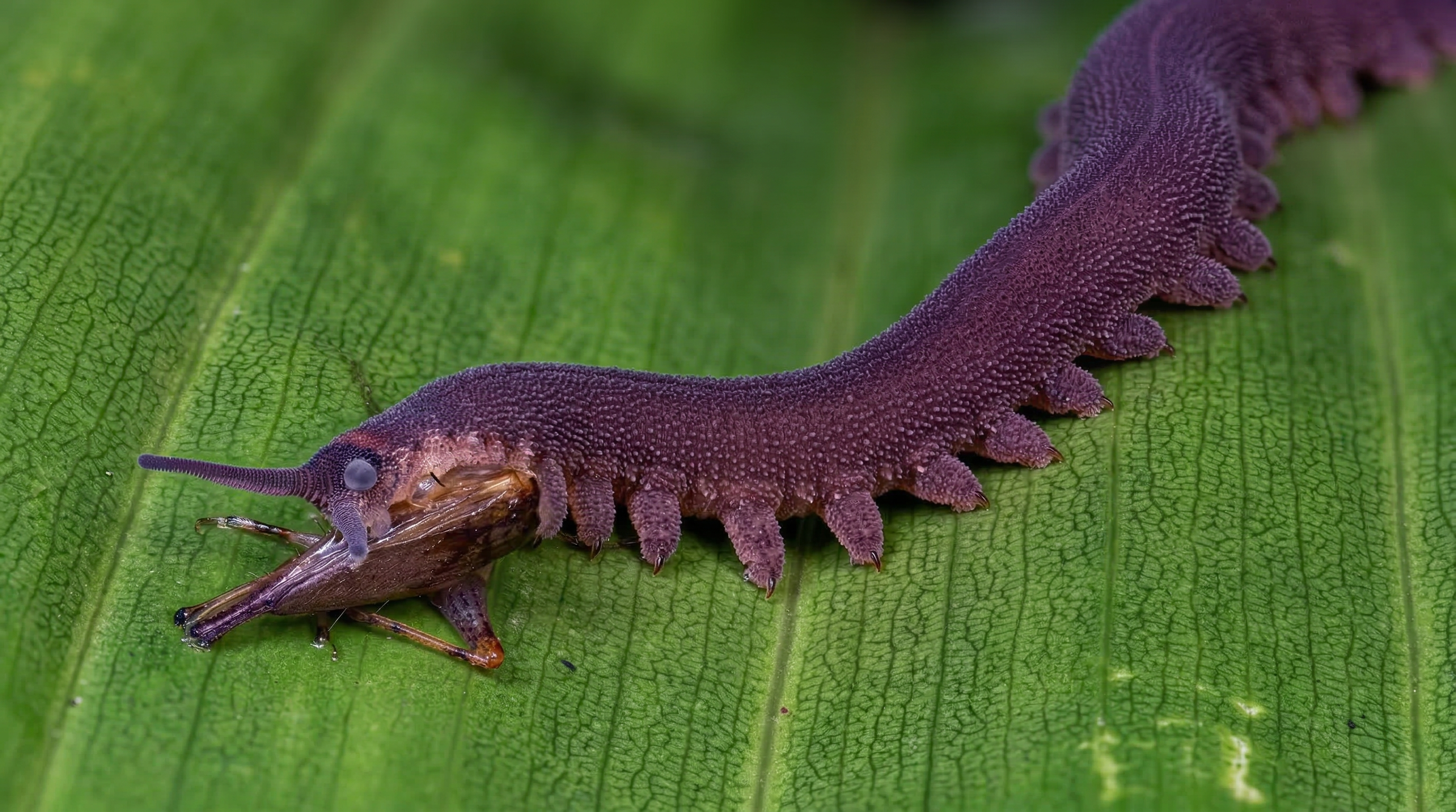Watch what happens when a velvet worm fires sticky slime at its prey