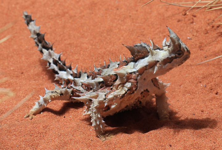 10 most unnerving creatures that exist in the wild