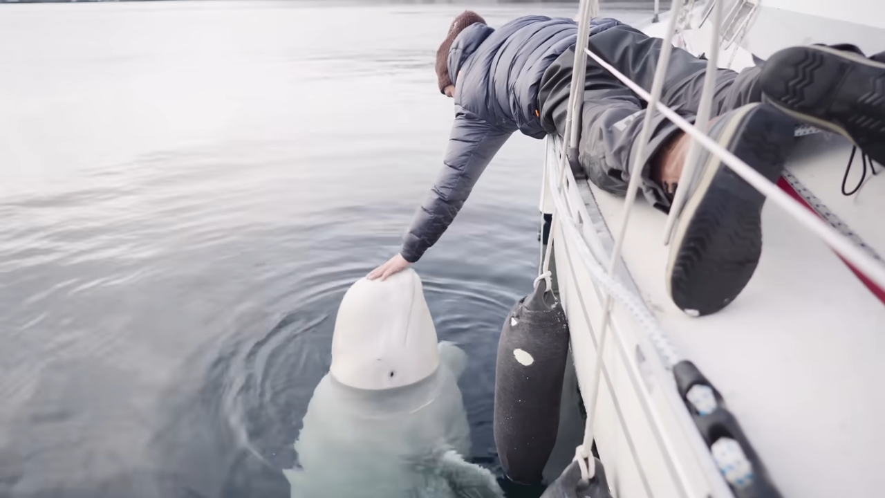 Watch this wild whale acting like a pet - the beluga encounter few ...
