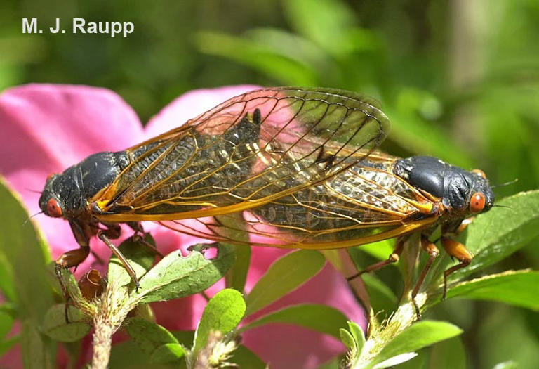 No big cicada swarms in 2026 but stragglers will buzz in these states