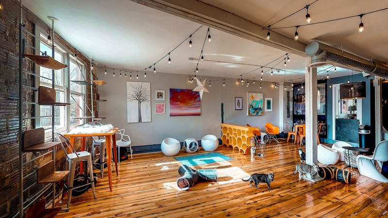 This North Carolina cat cafe has adoptable cats and cozy energy for days