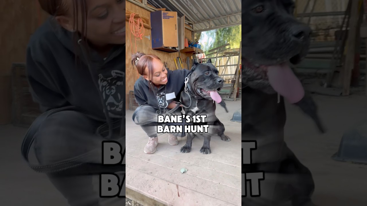 Cane Corso dog has a blast during his first barn hunt