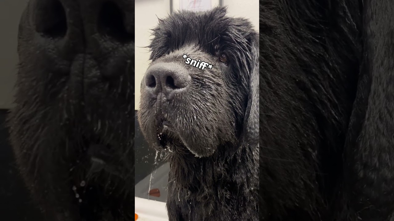 Big fluffy Newfoundland enjoys bath time sniffs | Adorable dog moments
