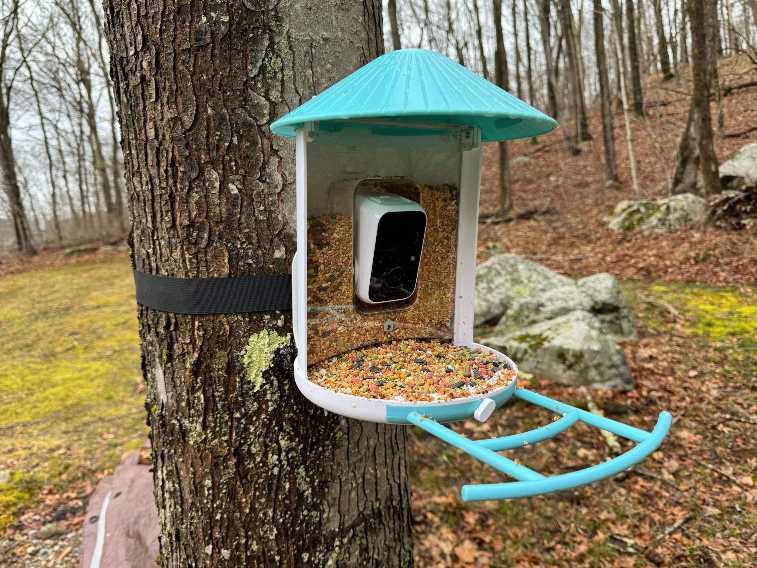 Become an amateur ornithologist in your own backyard with these smart ...