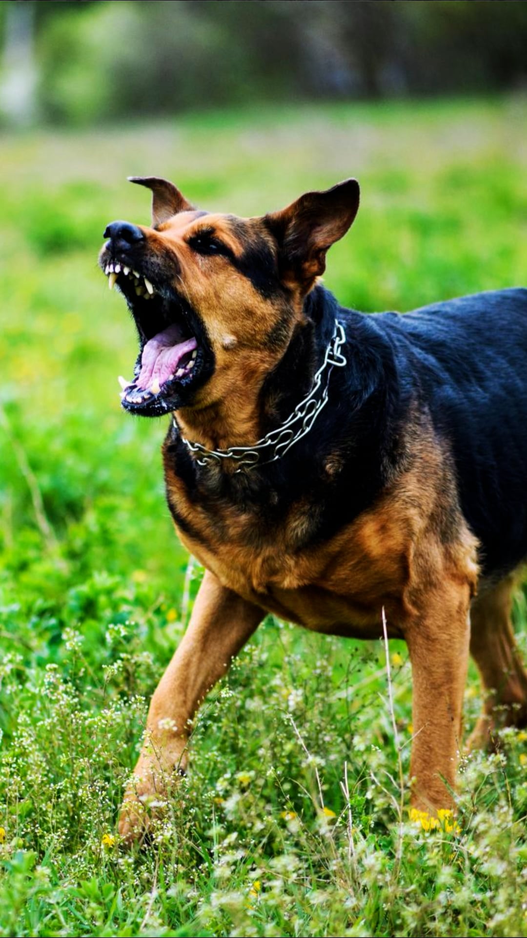 What dog breeds are banned in the US?