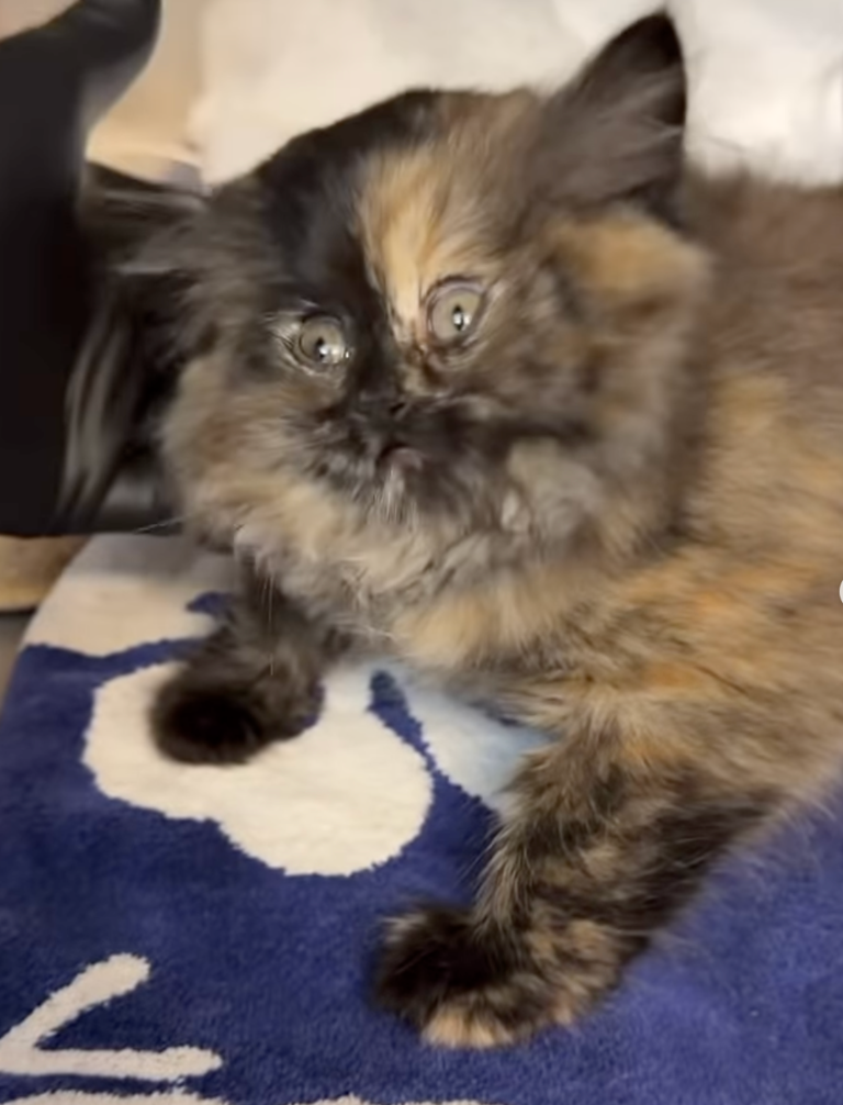 Puff Kitty in Palm Springs draws national attention, fundraiser underway