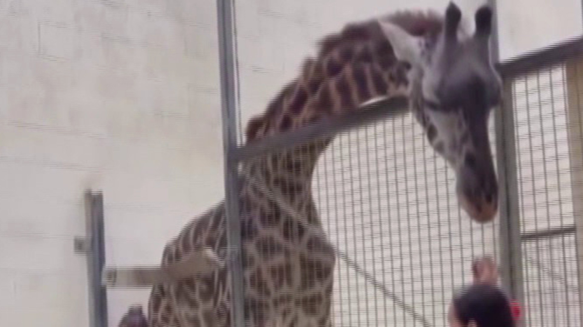 Baby giraffe expected at the Cincinnati Zoo in October