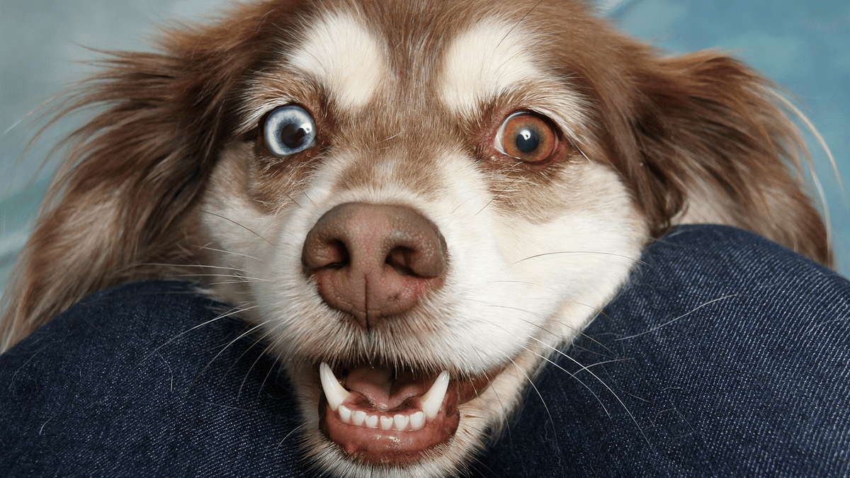 Rescued dogs remember: 7 heartbreaking signs your adopted pet knows you ...