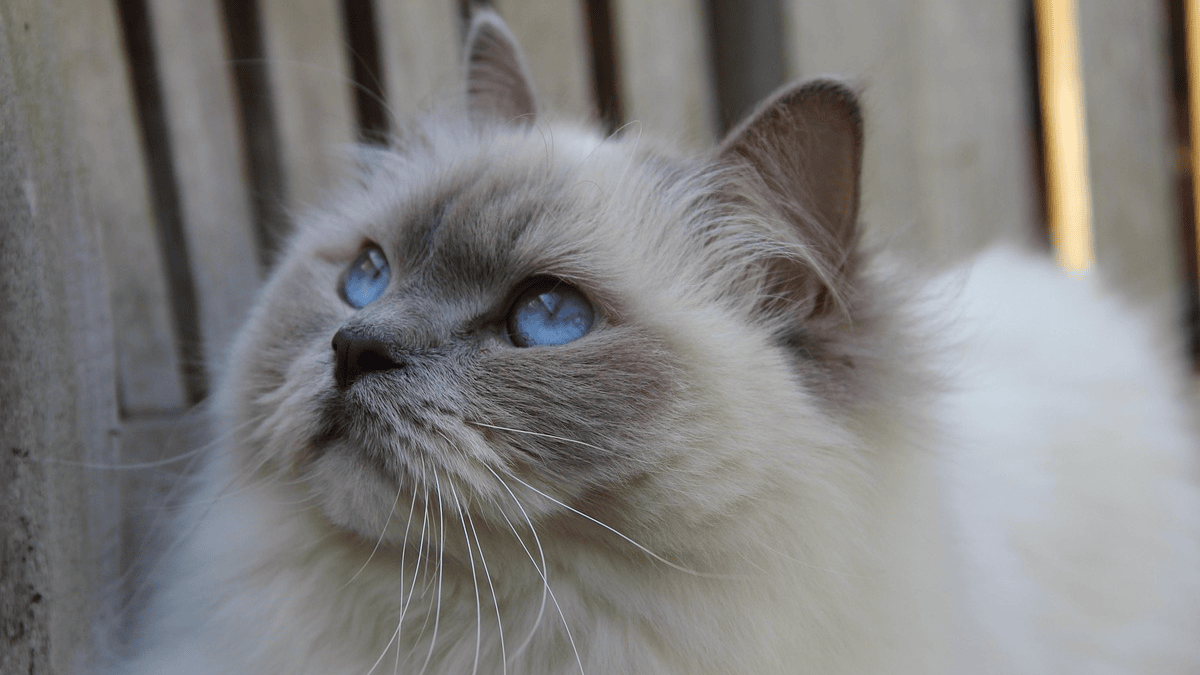 Common things owners do that all cats hate