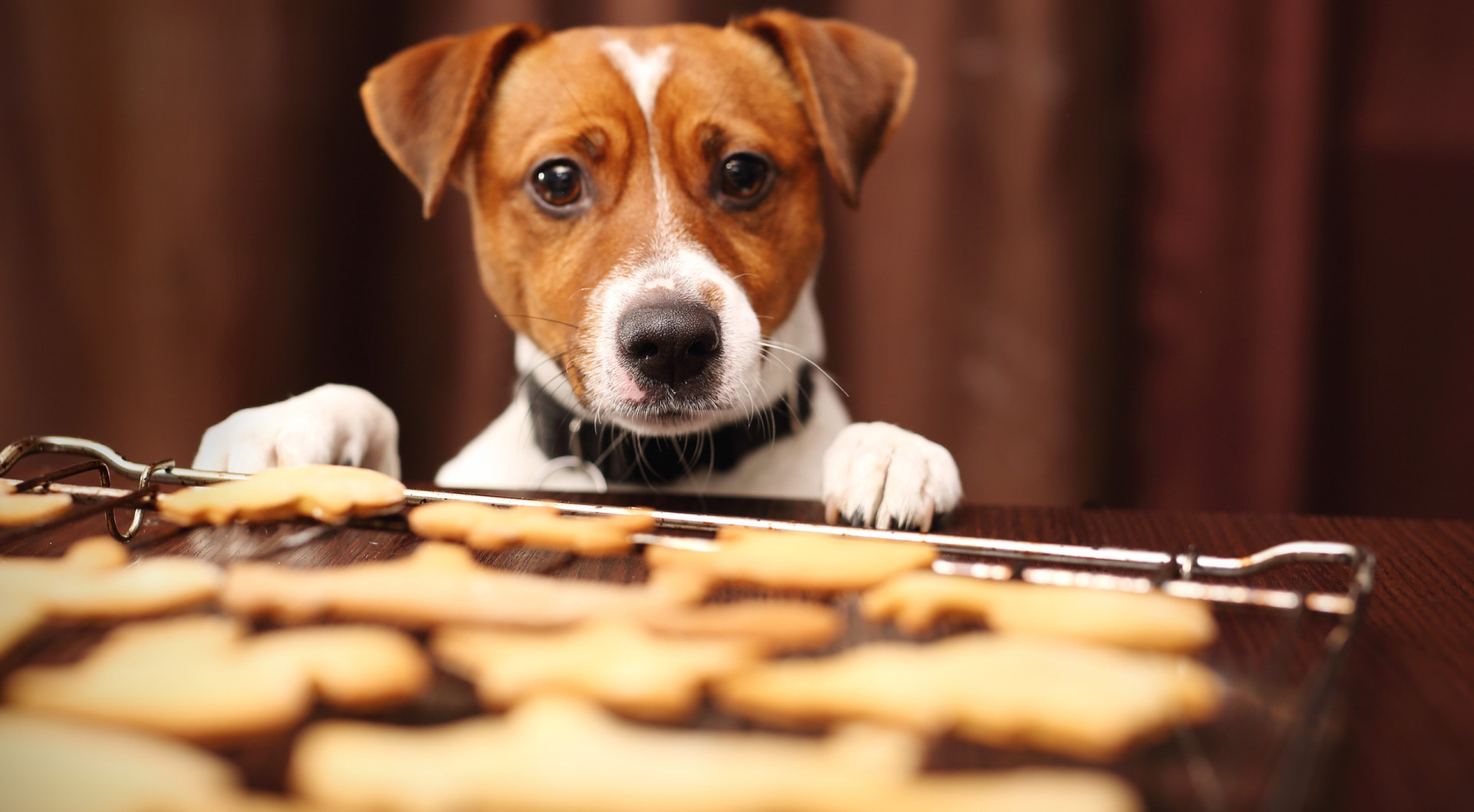 Easy homemade dog treat recipes