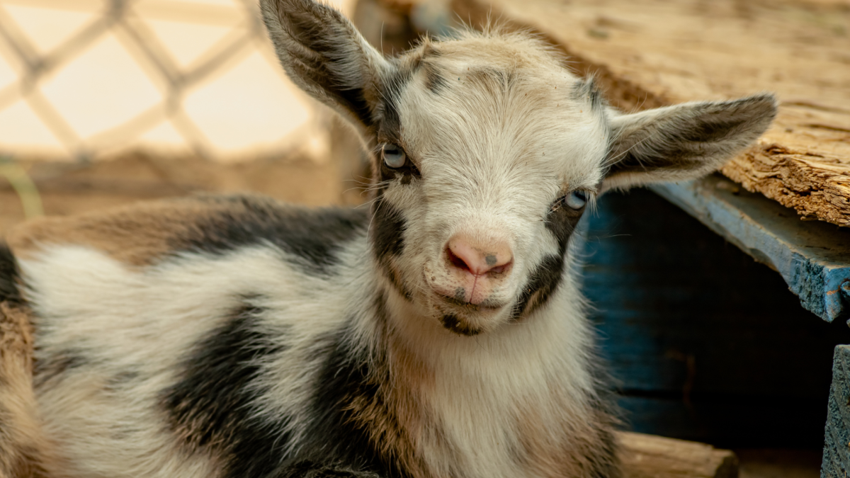 This adorable baby goat's heartwarming smile will melt your heart
