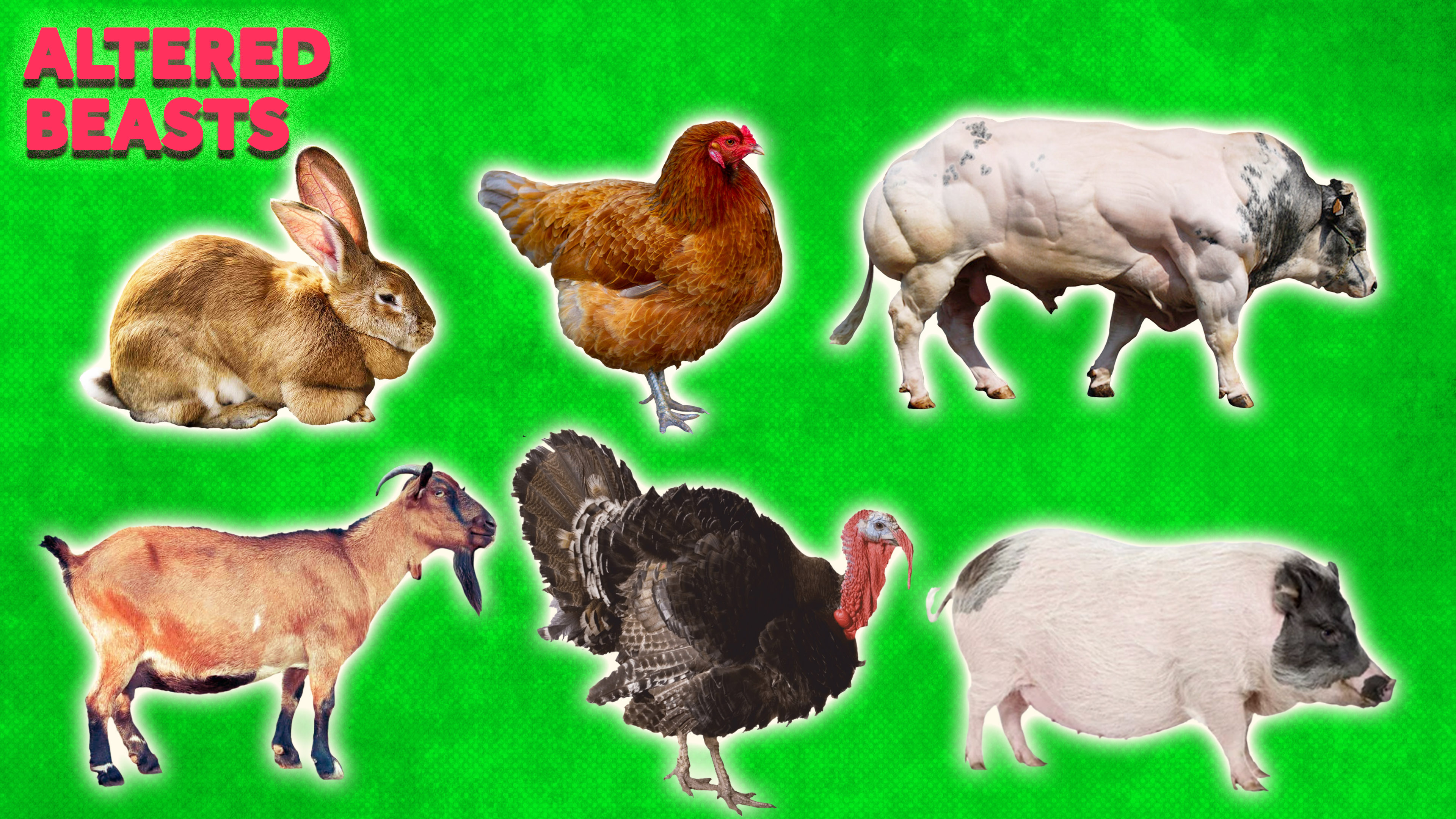 Evolution of animals before selective breeding