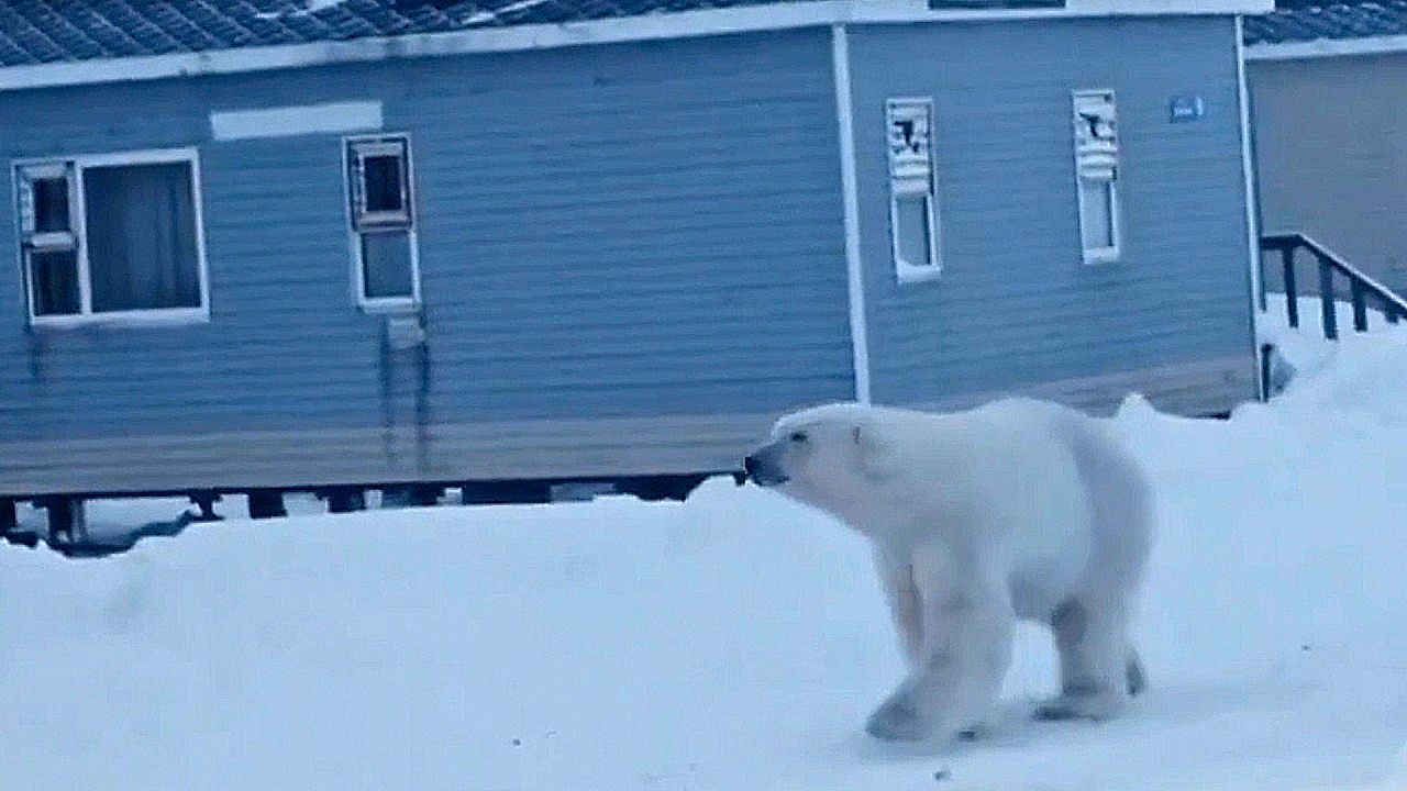 Arctic village terrorize by polar bear scavenging for food
