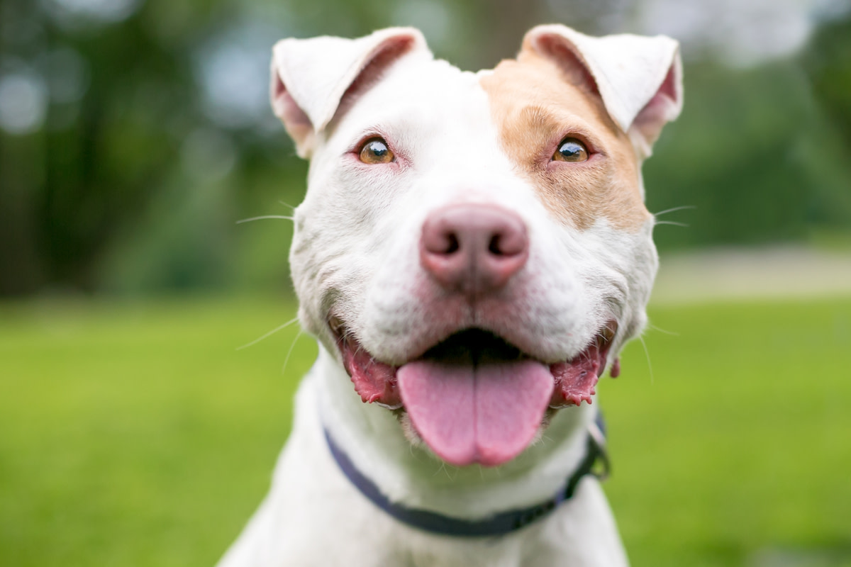 Spud the dog tenderly cares for his baby chicks in heartwarming TikTok ...