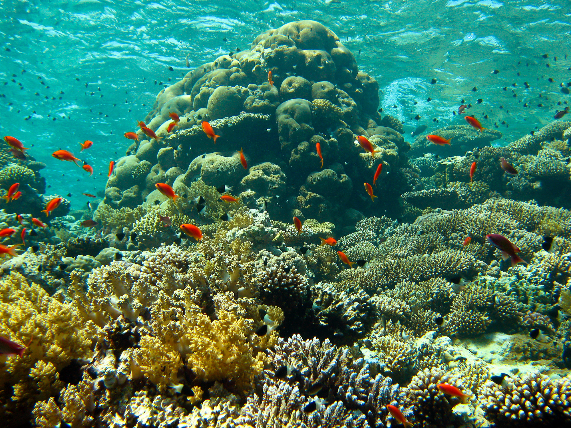 Underwater travel sites around the world worth diving for
