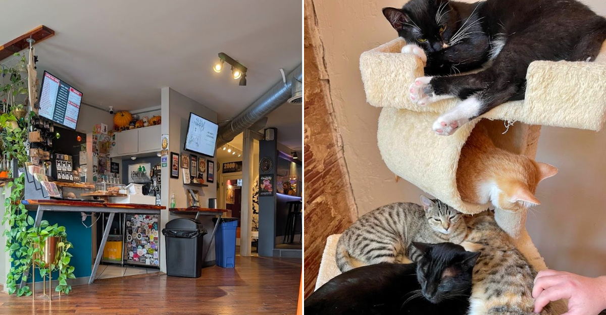 This North Carolina cat cafe has adoptable cats and cozy energy for days