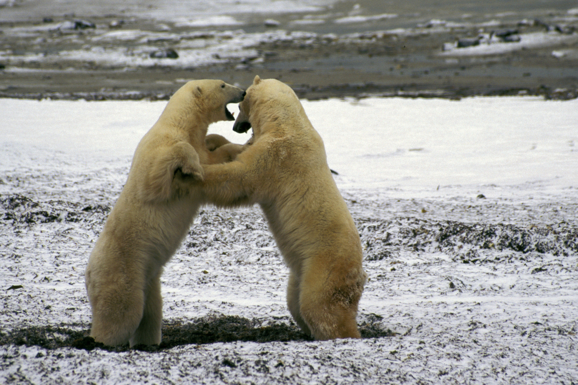 Canada's most dangerous creatures