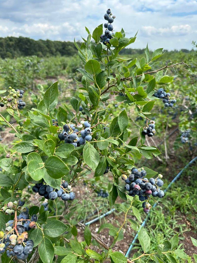 This Indiana fun farm features 40+ activities and a famous blueberry fest