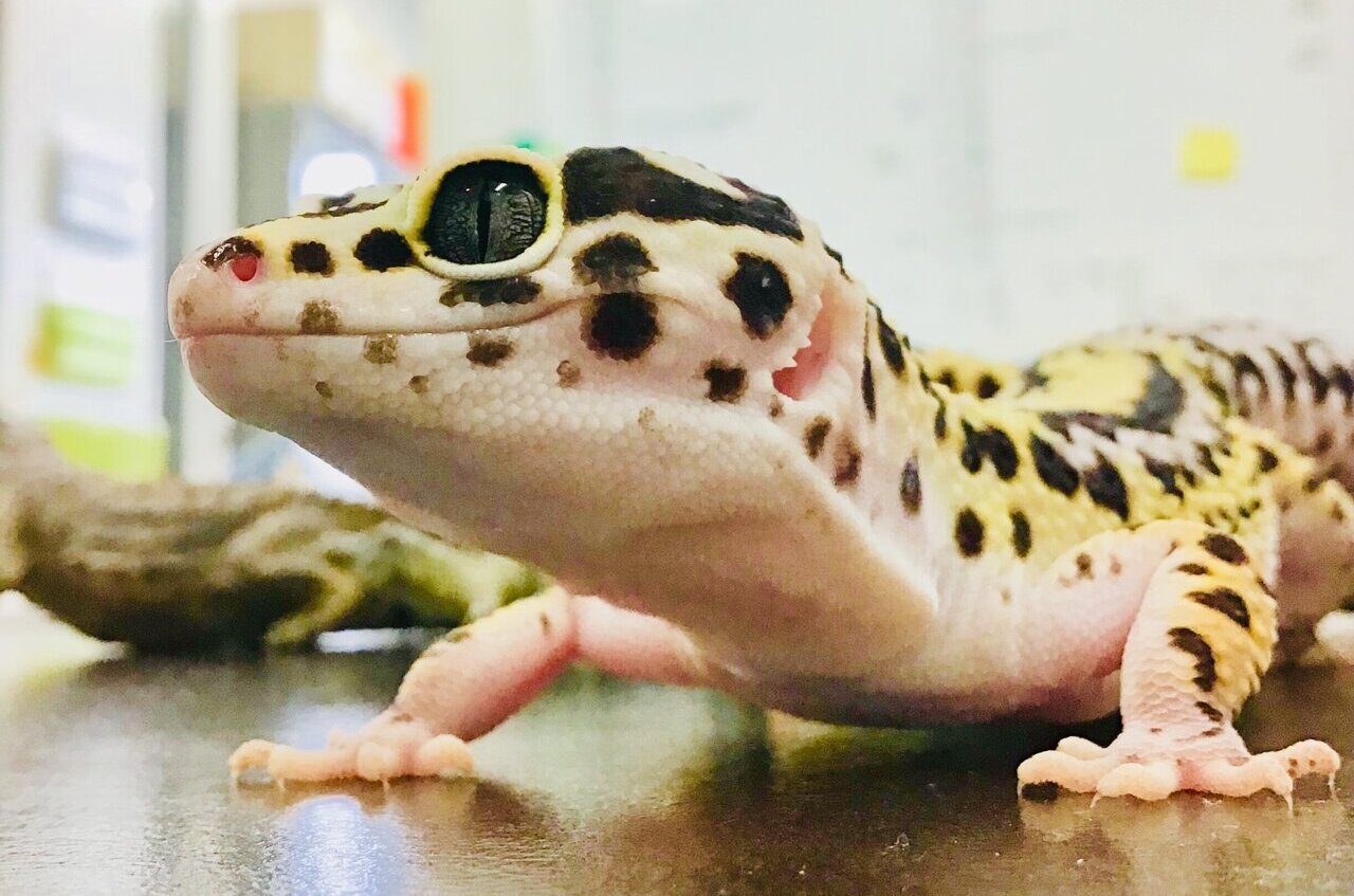 Leopard gecko study clarifies how temperature shapes sex development