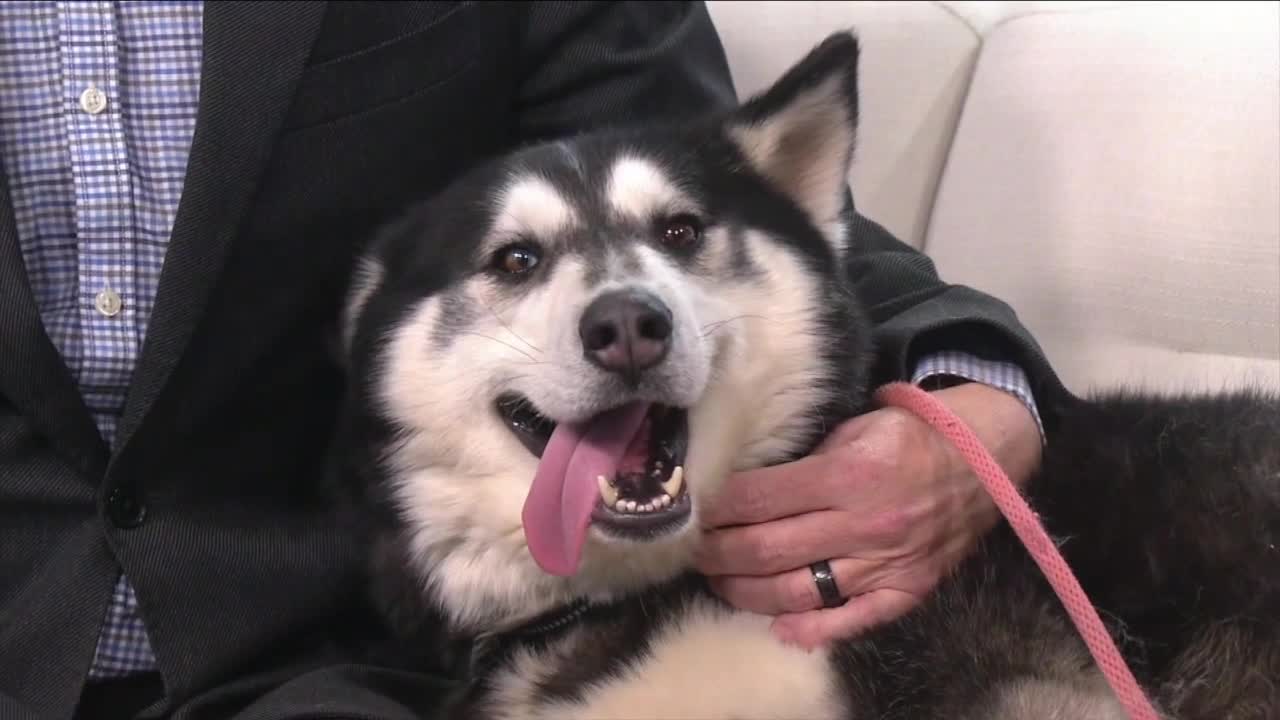 Friday's friend: Bandit (sponsored)