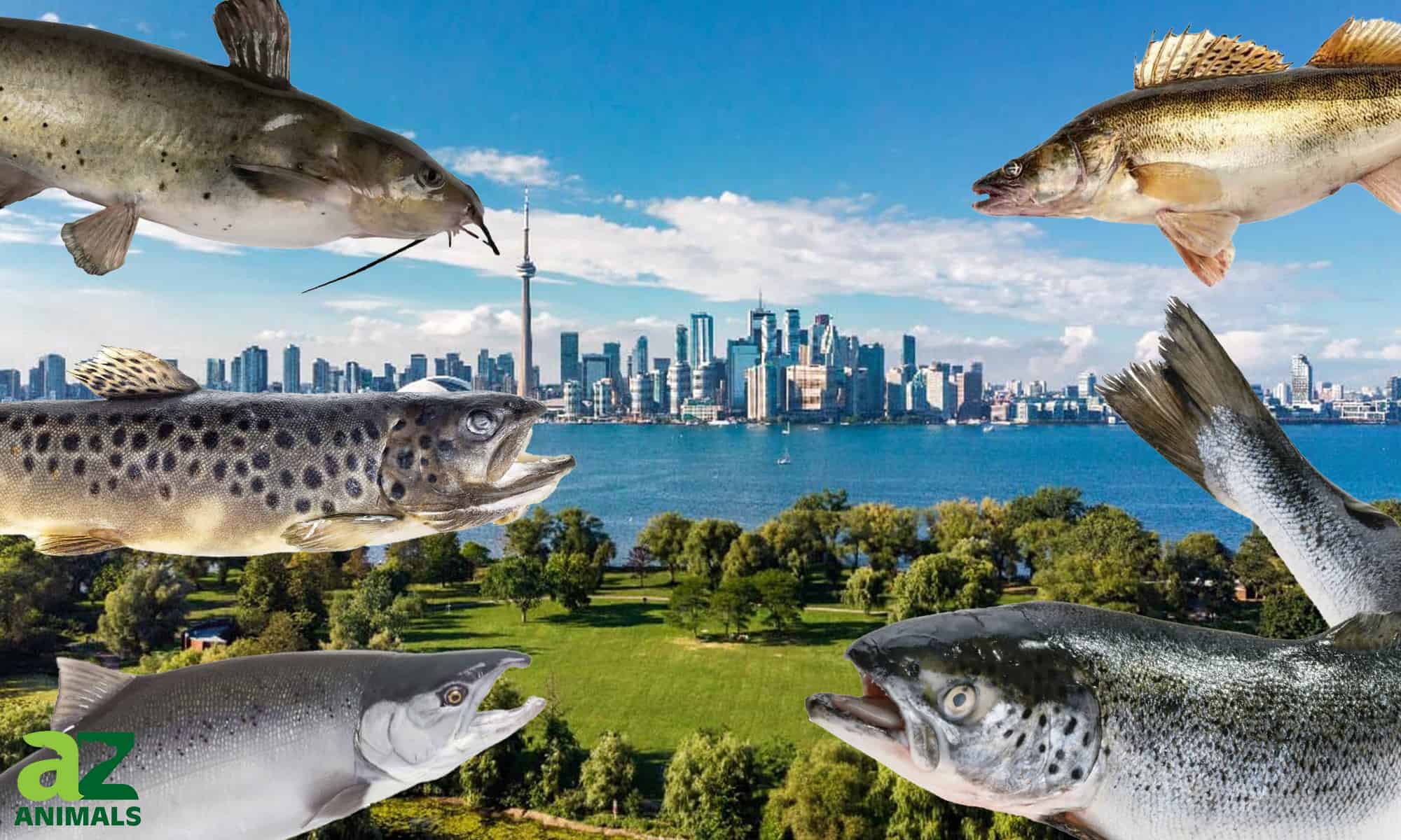15 giant fish found in the Great Lakes