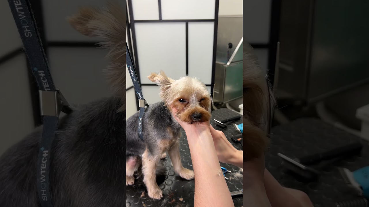 Yorkie head-to-toe makeover: Step-by-step face grooming tutorial!
